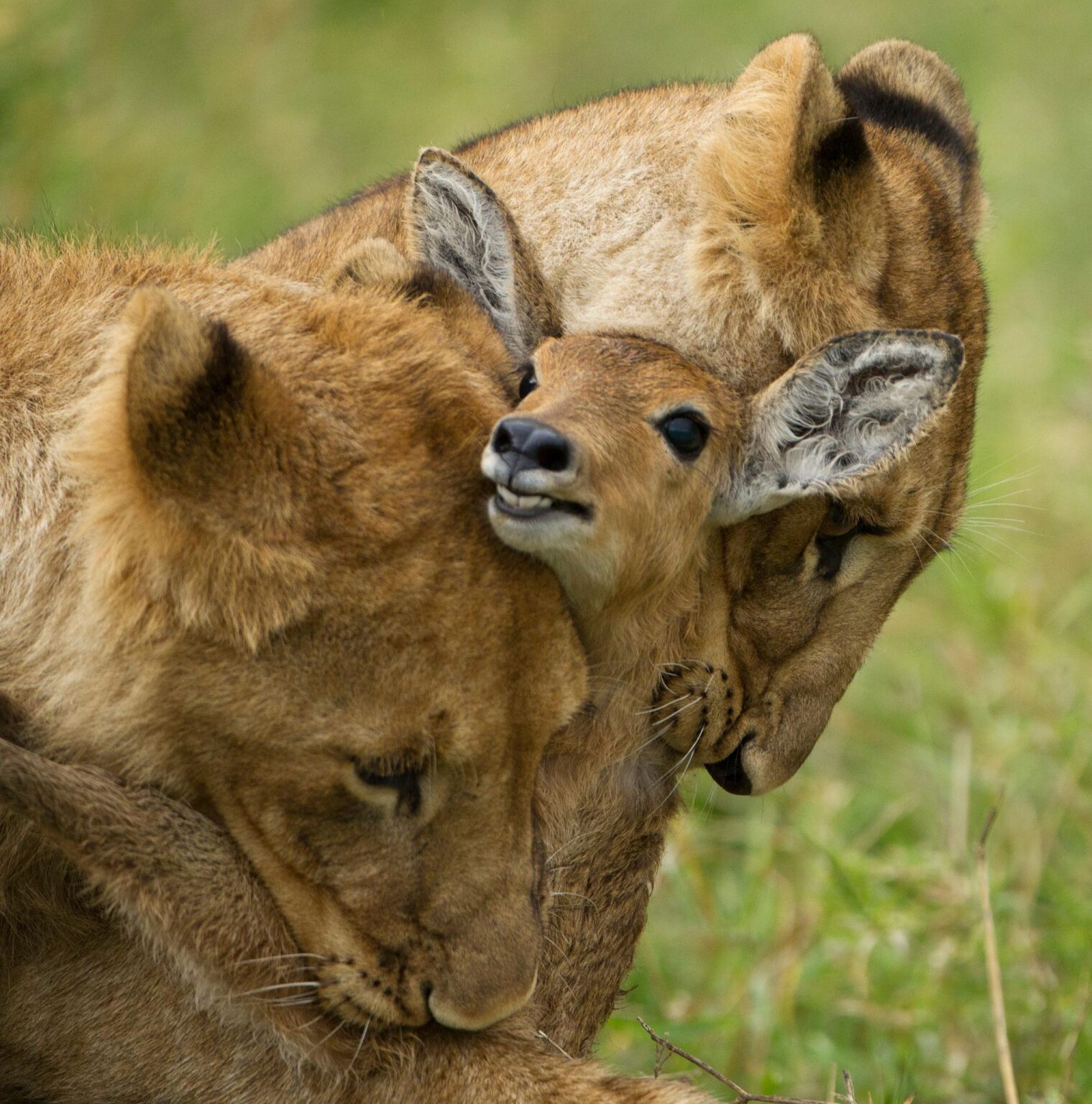 Top Safari - discoverthesecretsofmilele.com