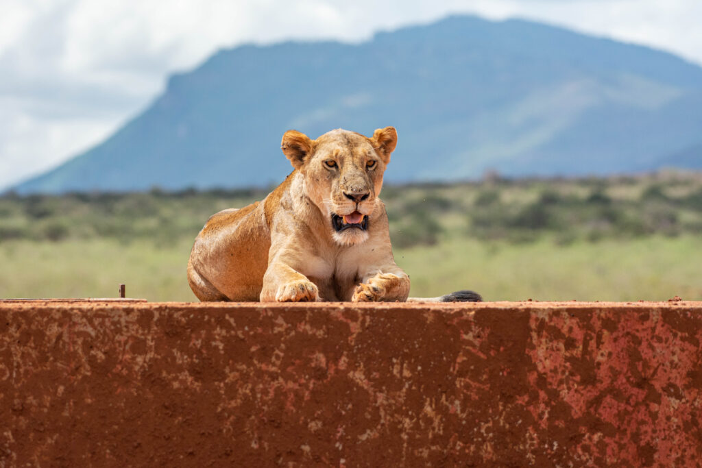 Itineray 4-Day Nairobi Safari | Wildlife Adventure in Kenya ...